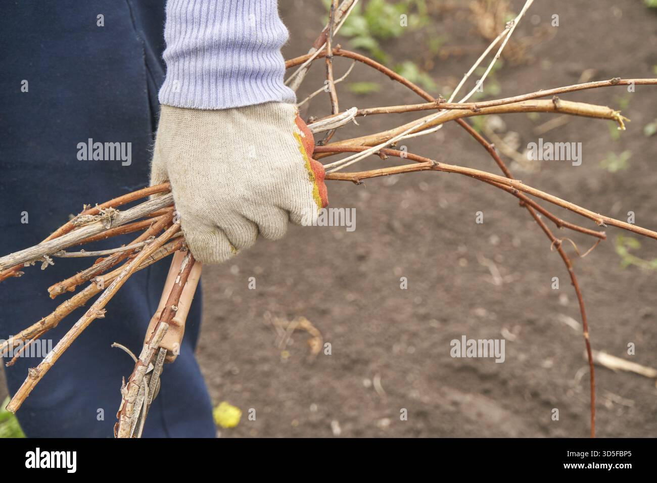 Person holding pruned branches in gloved hand during gardening work on ...