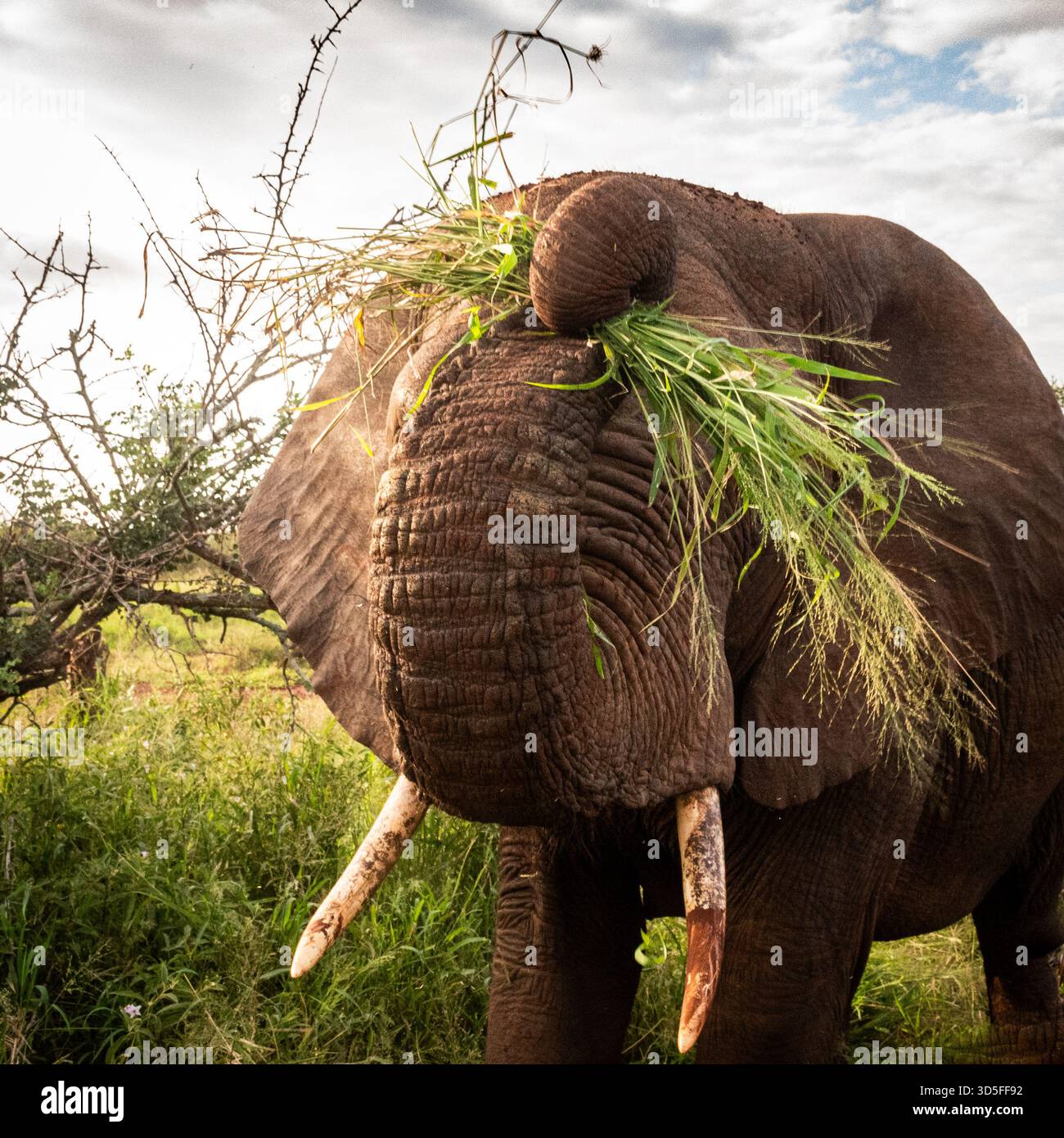 wild African elephants moving slowly across grasslands in a small herd ...