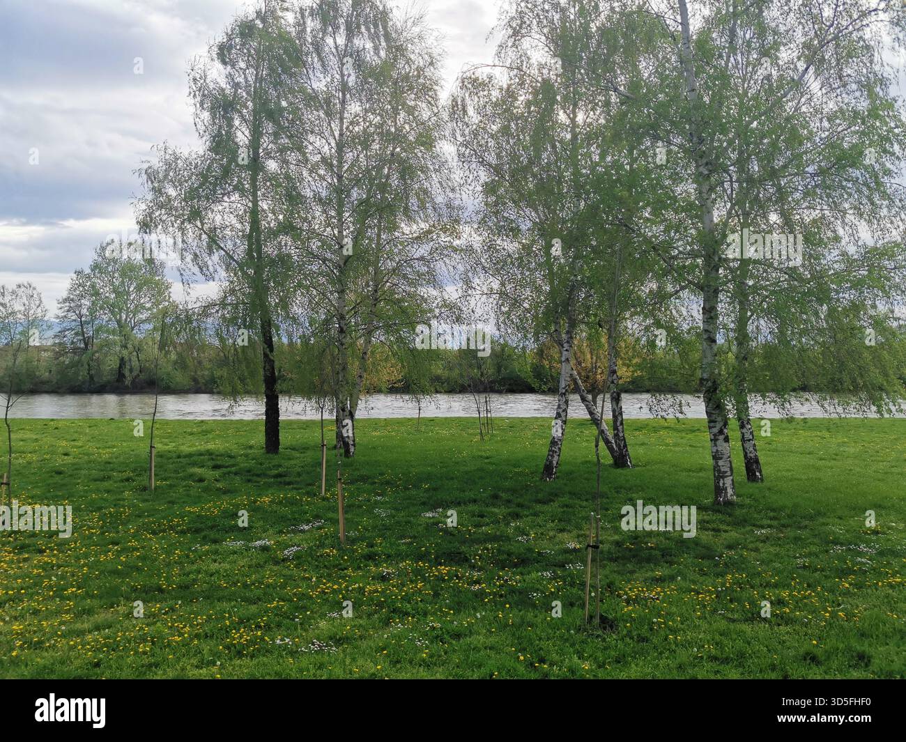 Spring birch trees wildflowers hi-res stock photography and images - Alamy