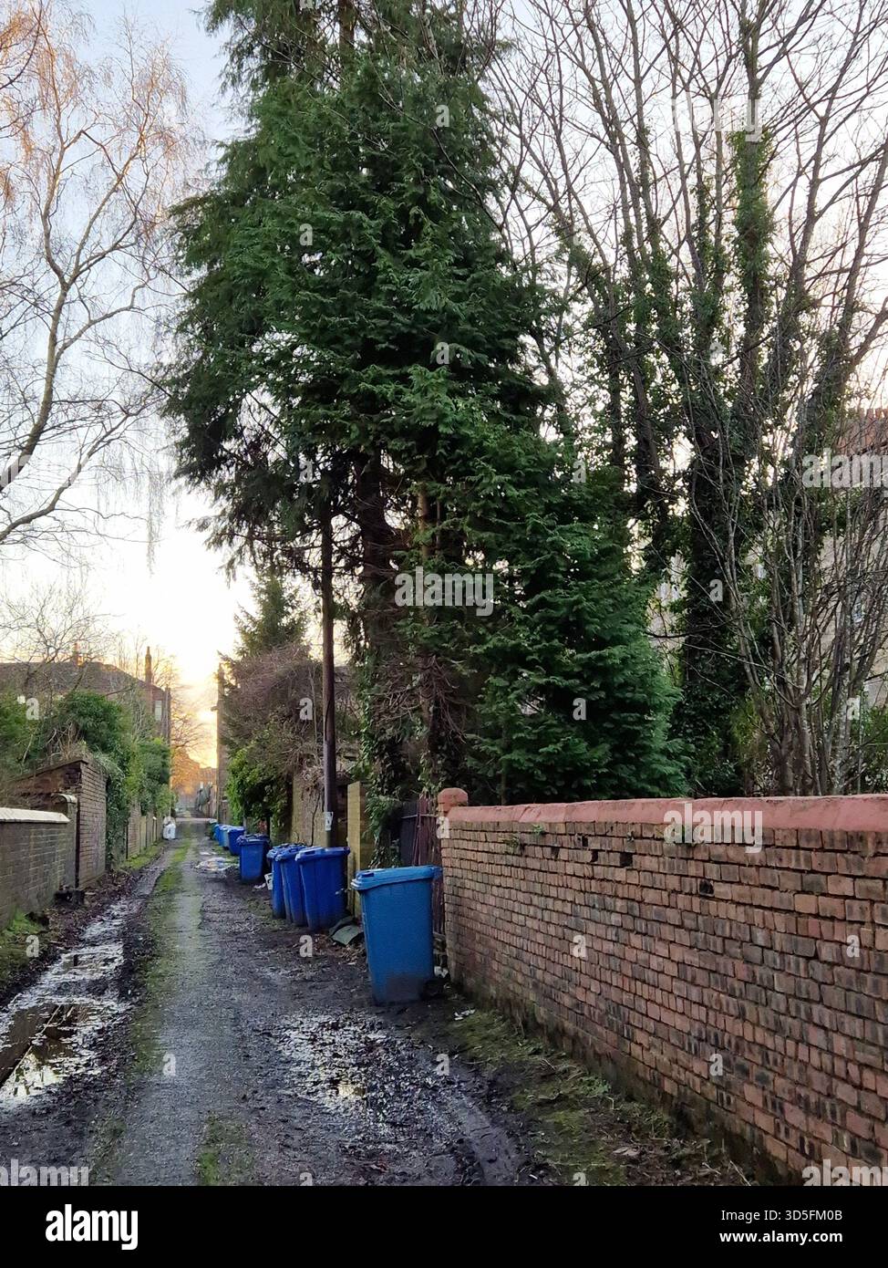 Bin collection day - wheelie bins out on an alleyway, Glasgow, Scotland ...