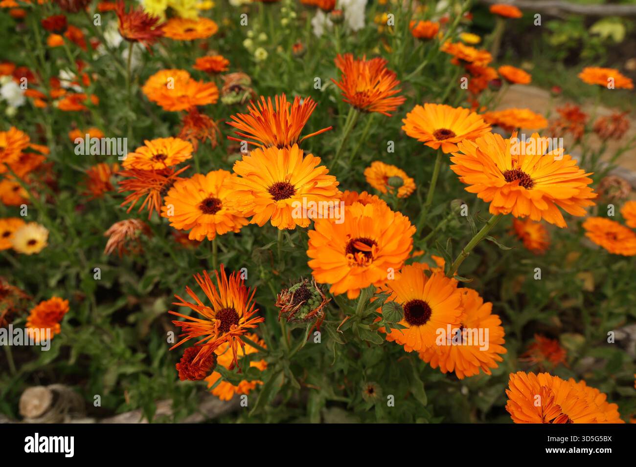 Field vibrant orange marigold flowers hi-res stock photography and ...