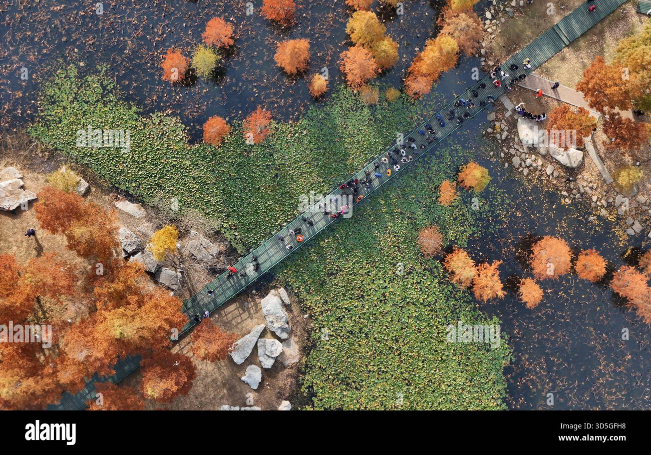 YANTAI, CHINA - NOVEMBER 13, 2025 - Tourists are playing in the forest ...