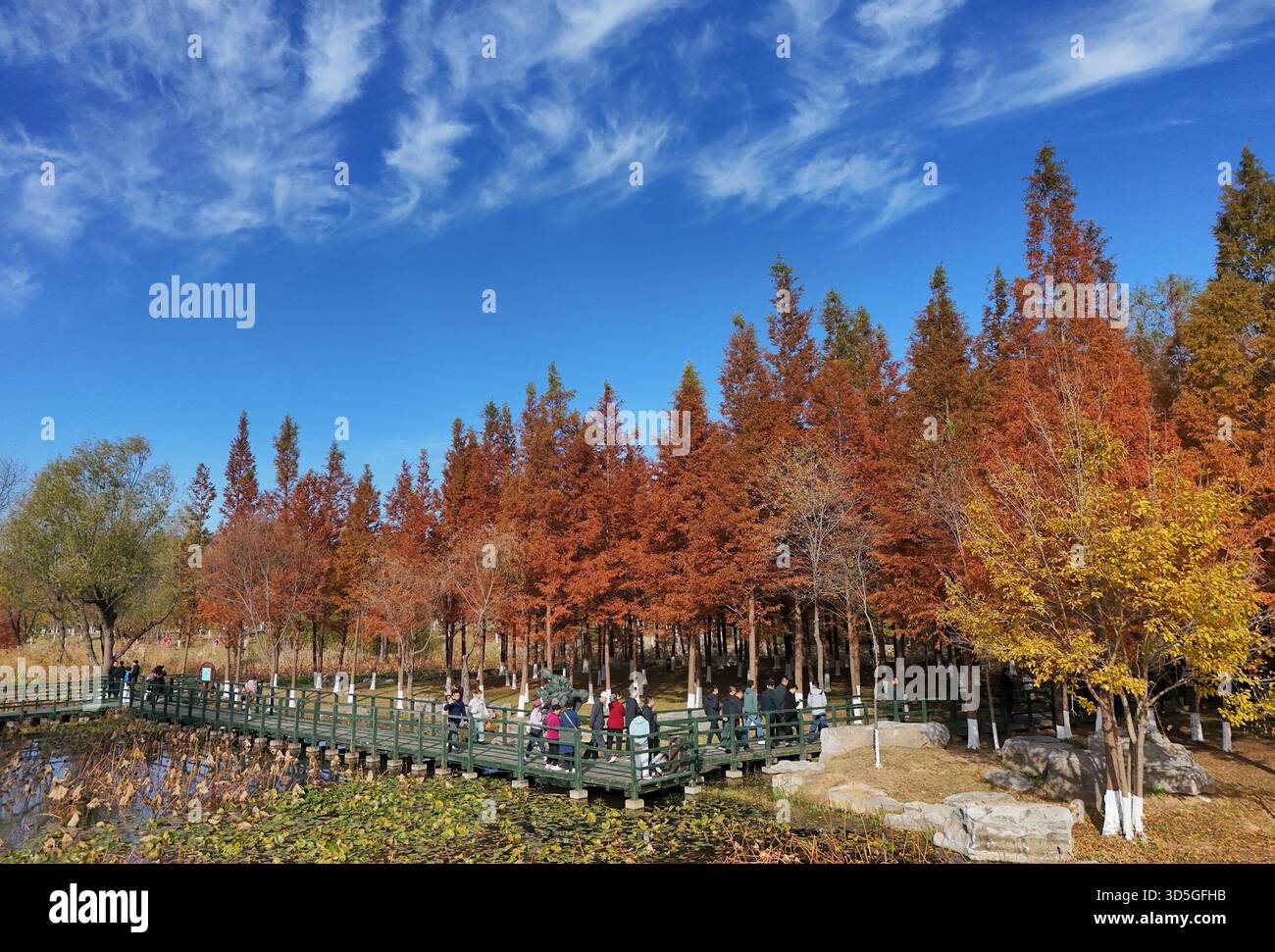 YANTAI, CHINA - NOVEMBER 13, 2025 - Tourists are playing in the forest ...