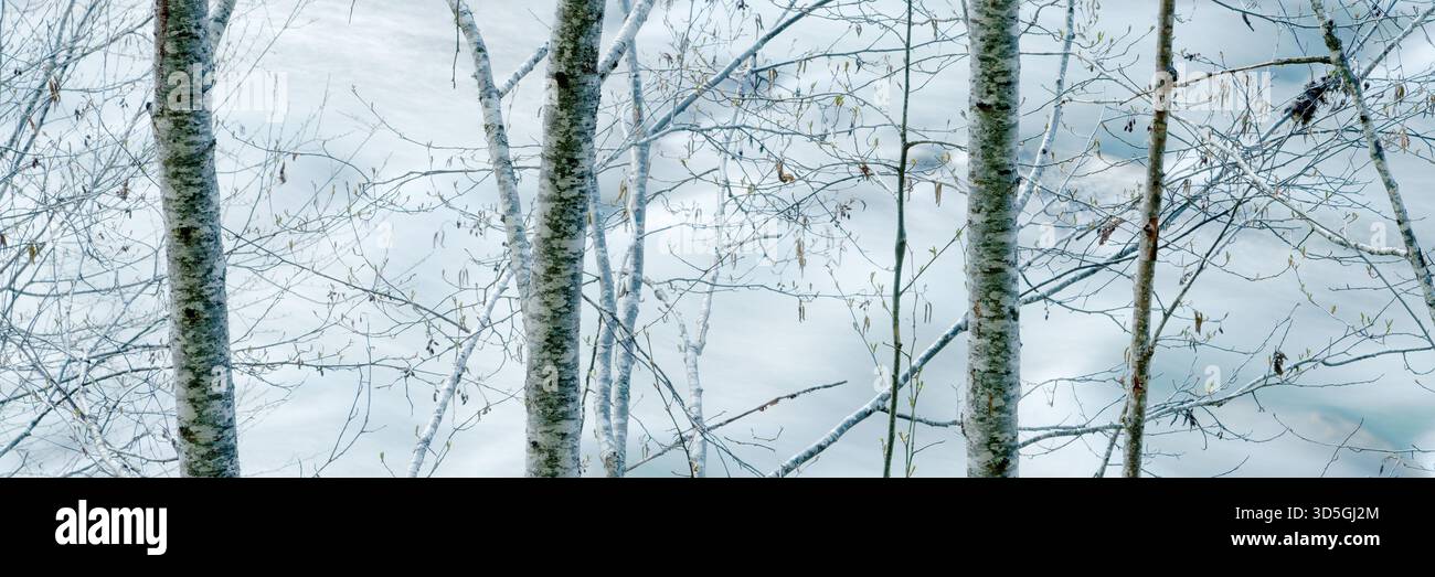 Red alder tree trunks and White Chuck River, Mount Baker-Snoqualmie ...