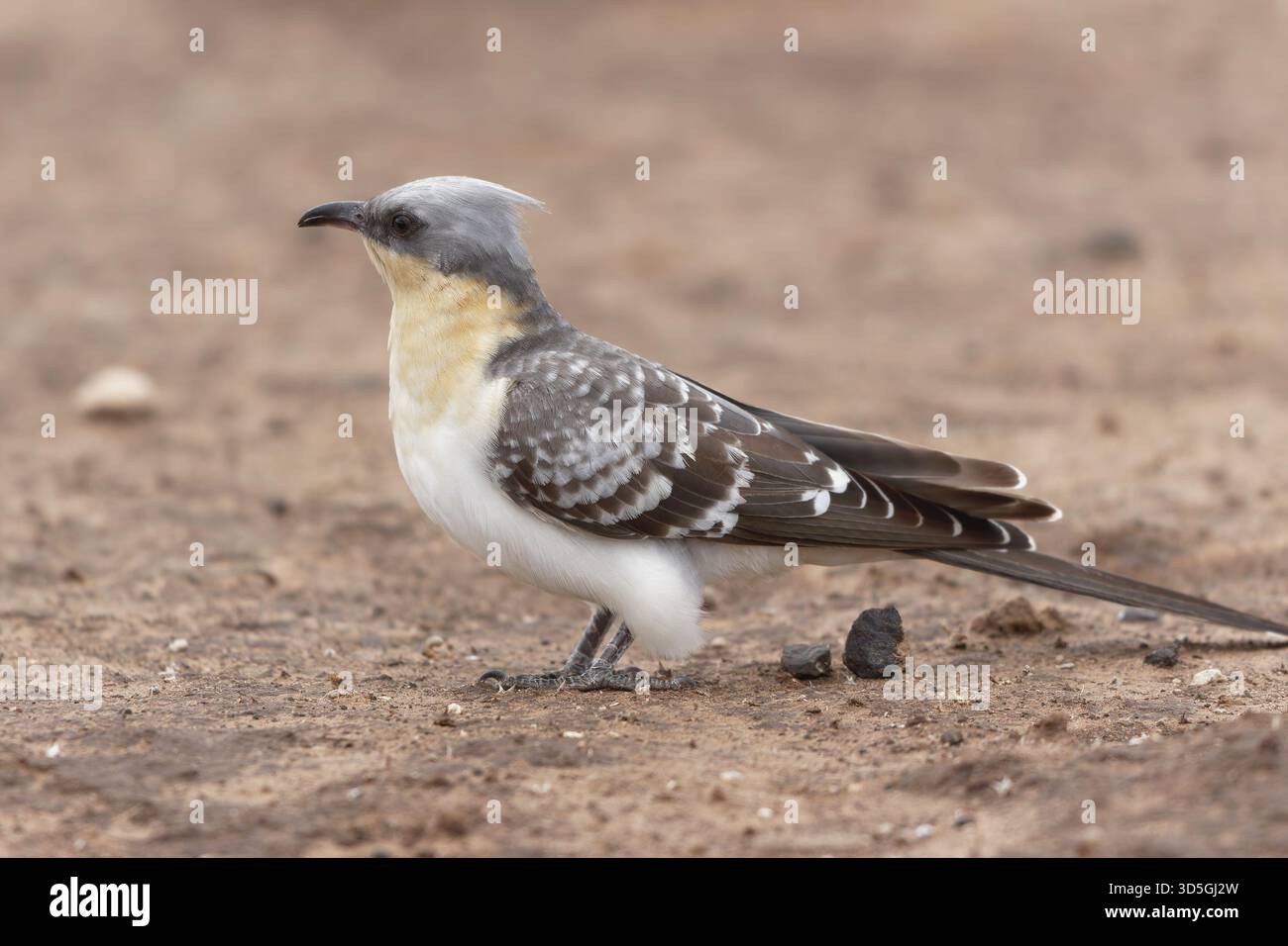 Great Spotted Cuckoo Stock Photo - Alamy