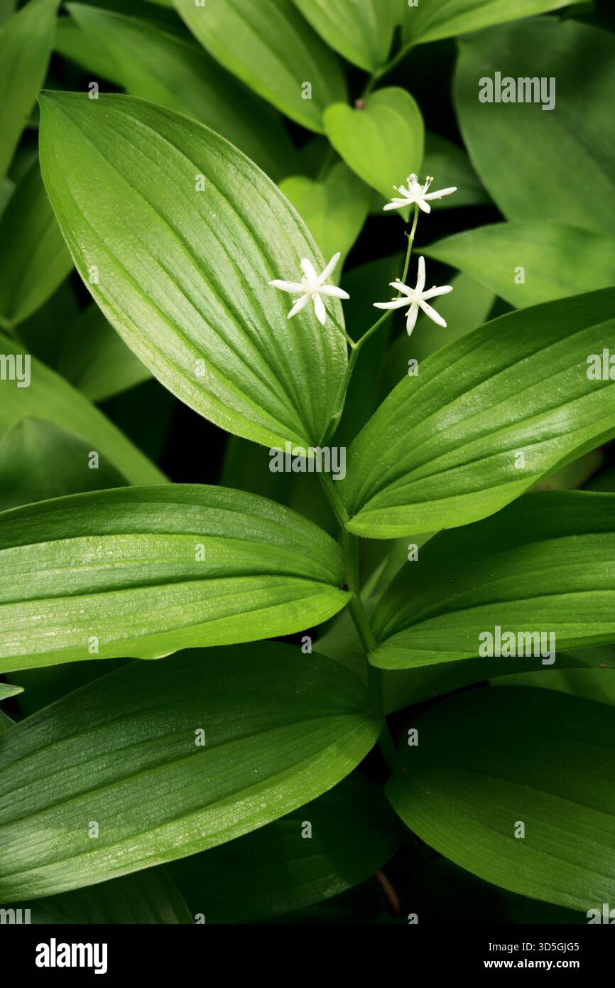 Starry False Solomon's seal in Pacific Northwest old-growth forest ...