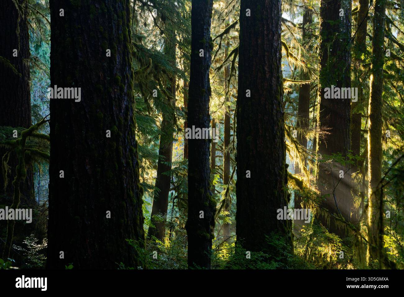 Sun beams from behind trees along the Irely Lake Trail, Olympic ...