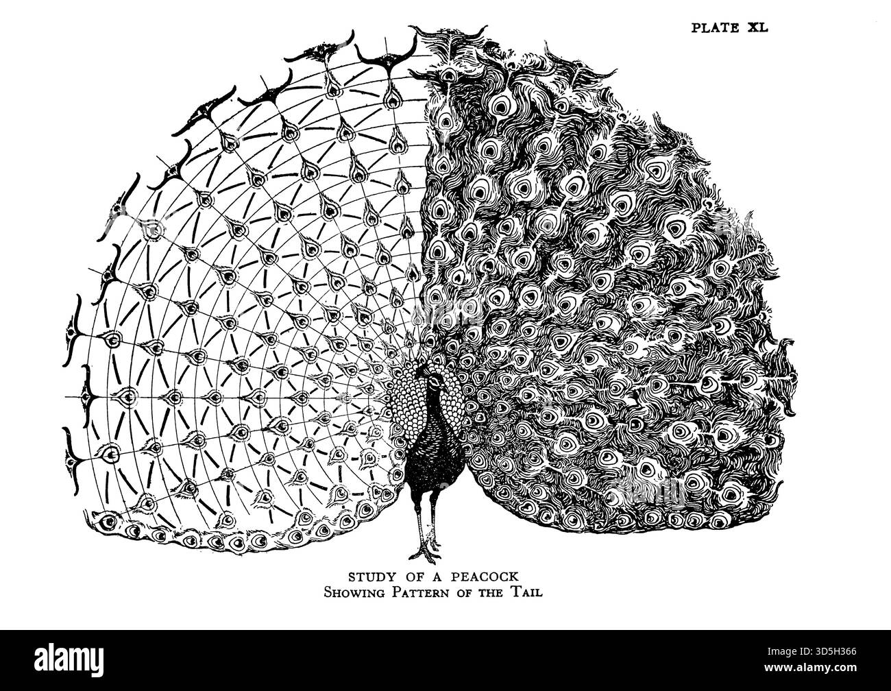 Male Peacock showing the pattern of the tail Animal Drawing and Anatomy ...