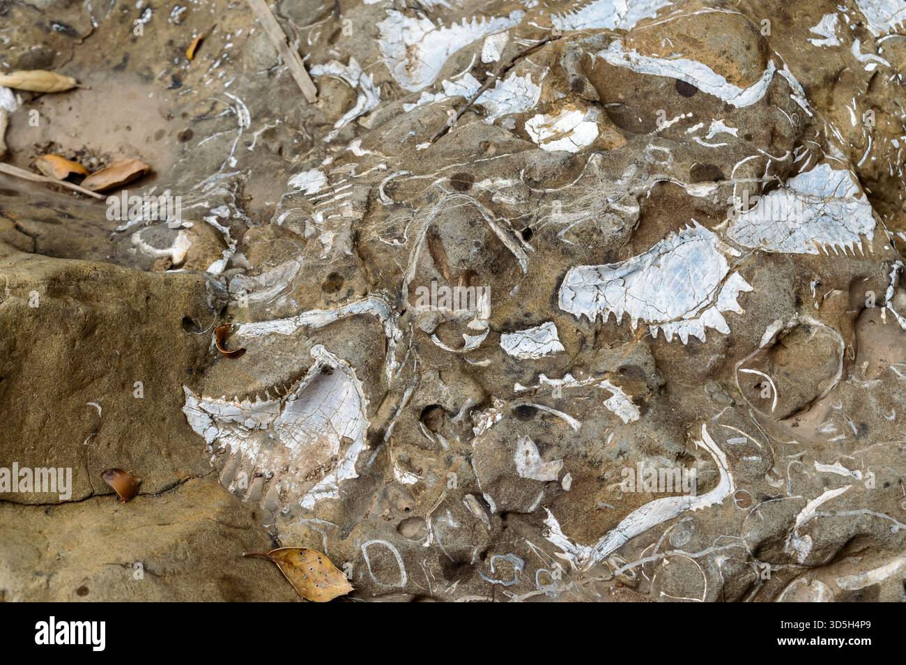 Fossils sedimentary rock hi-res stock photography and images - Alamy