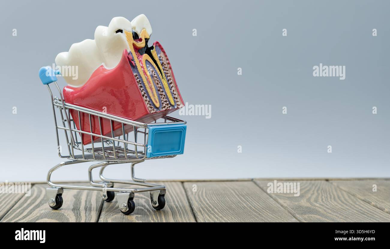 Anatomy human teeth cross hi-res stock photography and images - Alamy