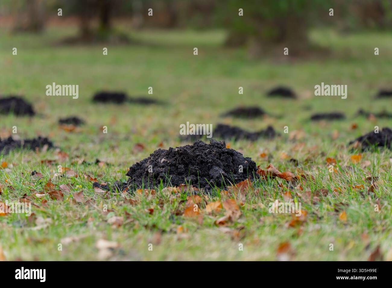Fresh molehills scattered across grassy field with loose soil mounds ...