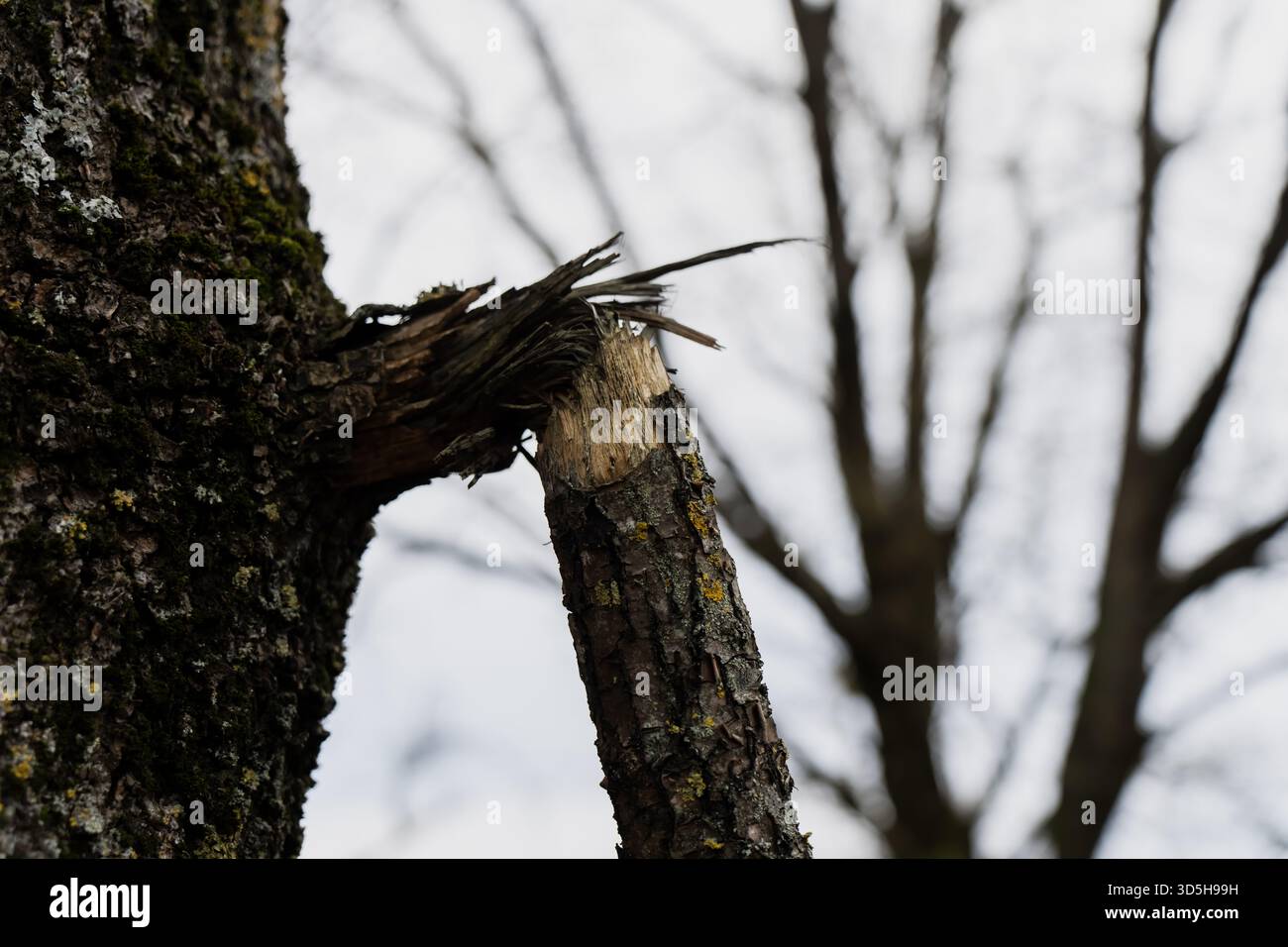 Freshly broken limb hanging from tree with cracked bark and jagged ...