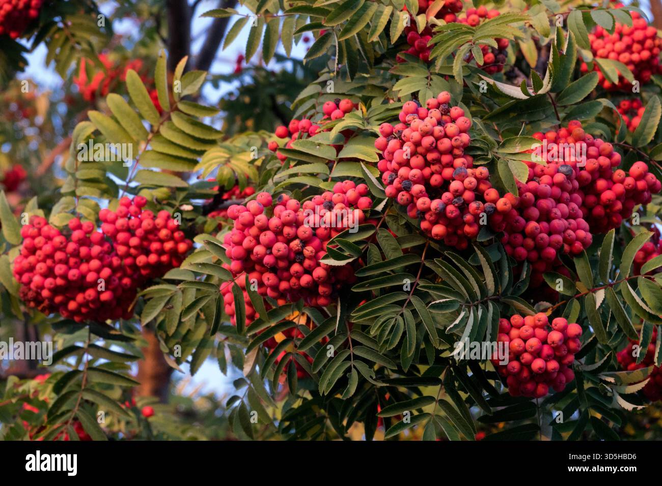 Edible fruits are large and round, forming large tassels on rowan ...