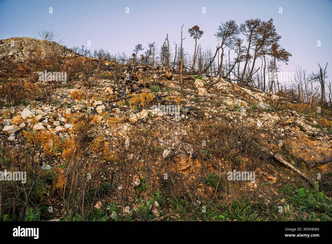 Burnt conifer trees on Tara Hill rising above ash, rock and early ...
