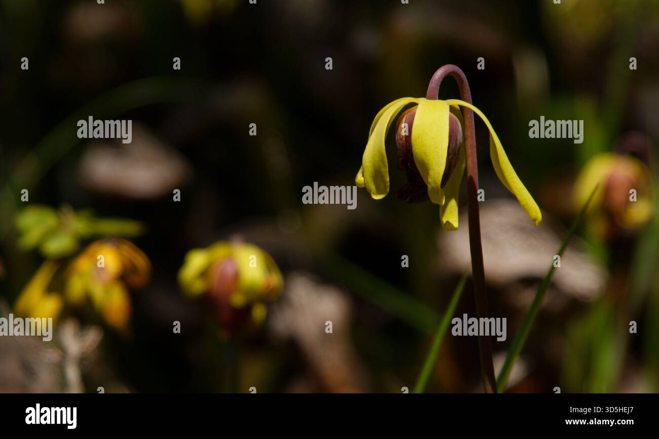 Flower of the California Cobra Lily (Darlingtonia californica ...