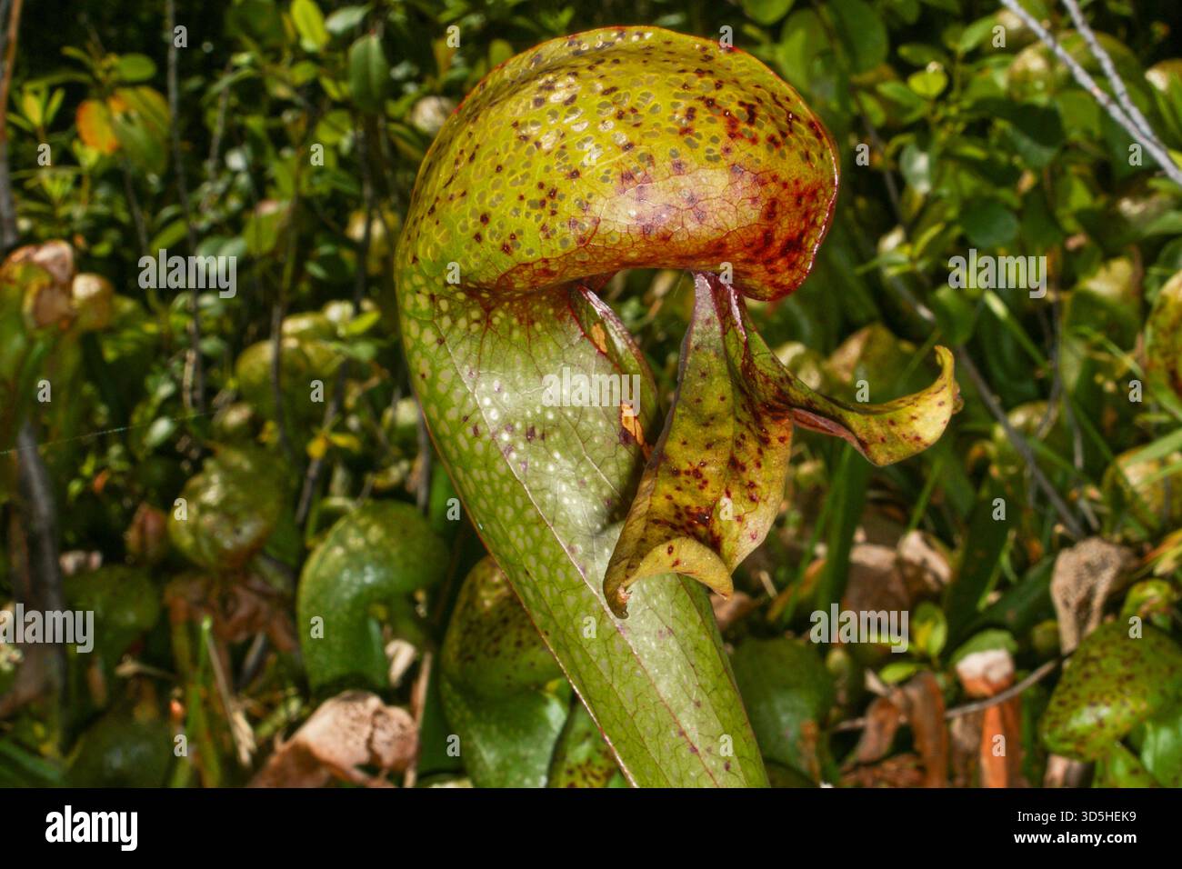 Side view of mature Cobra Lily carnivorous plant pitcher (Darlingtonia ...