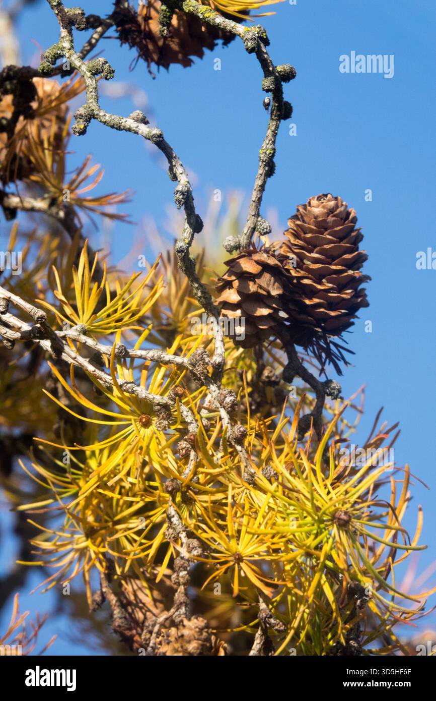 Japanese Larch, Larix kaempferi 