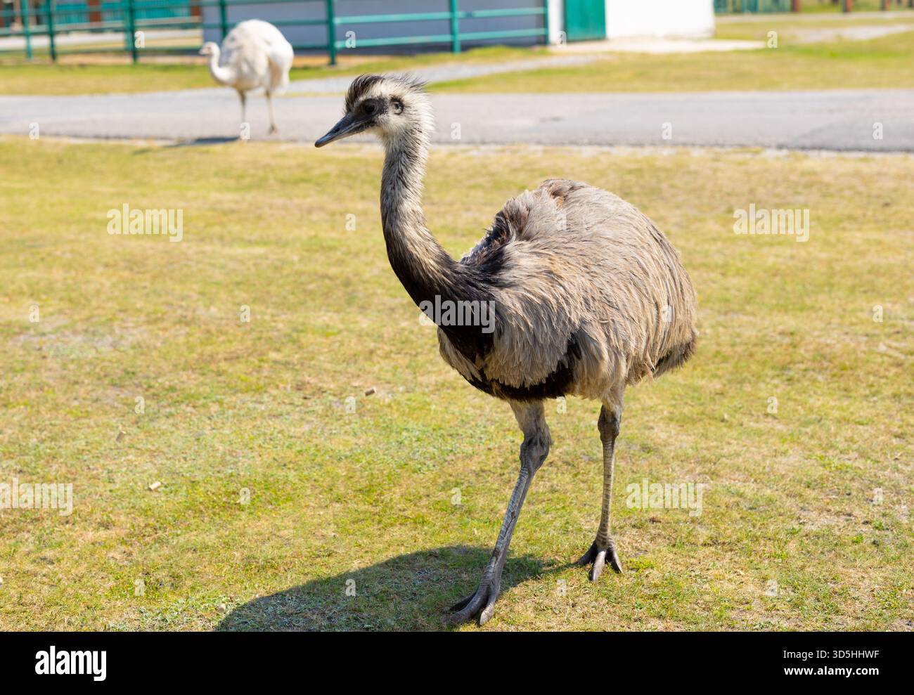 Greater rheas walking across a sunny grass field in a wildlife ...