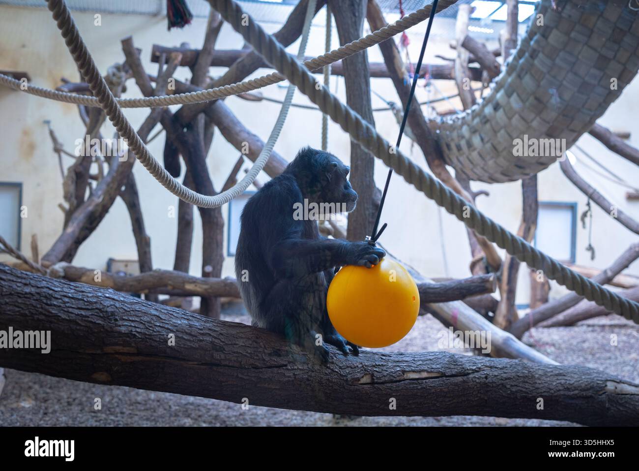 Chimpanzee interacting with a yellow ball inside a zoo enclosure Stock ...