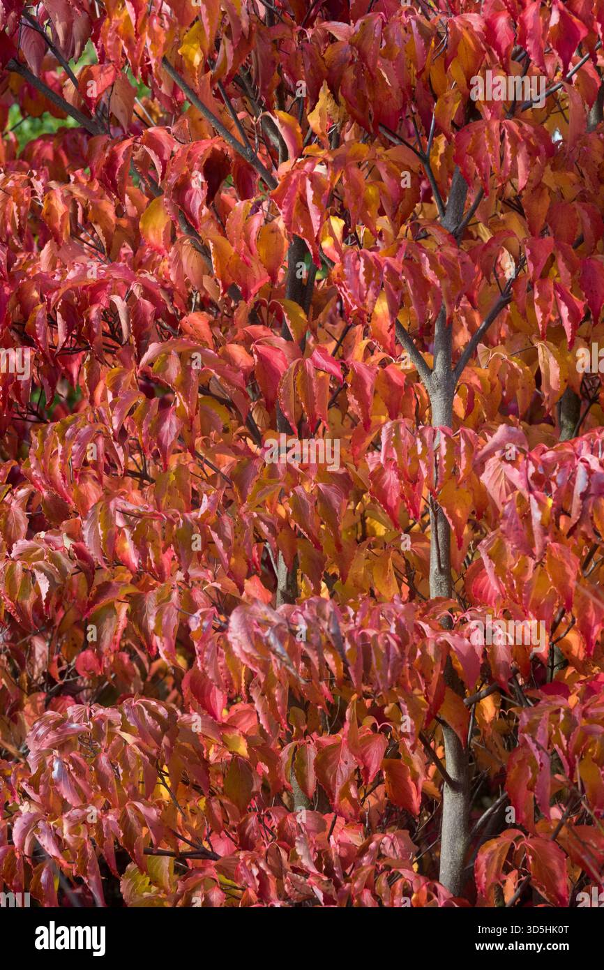 Cornus kousa dogwood tree japanese dogwood autumn hi-res stock ...