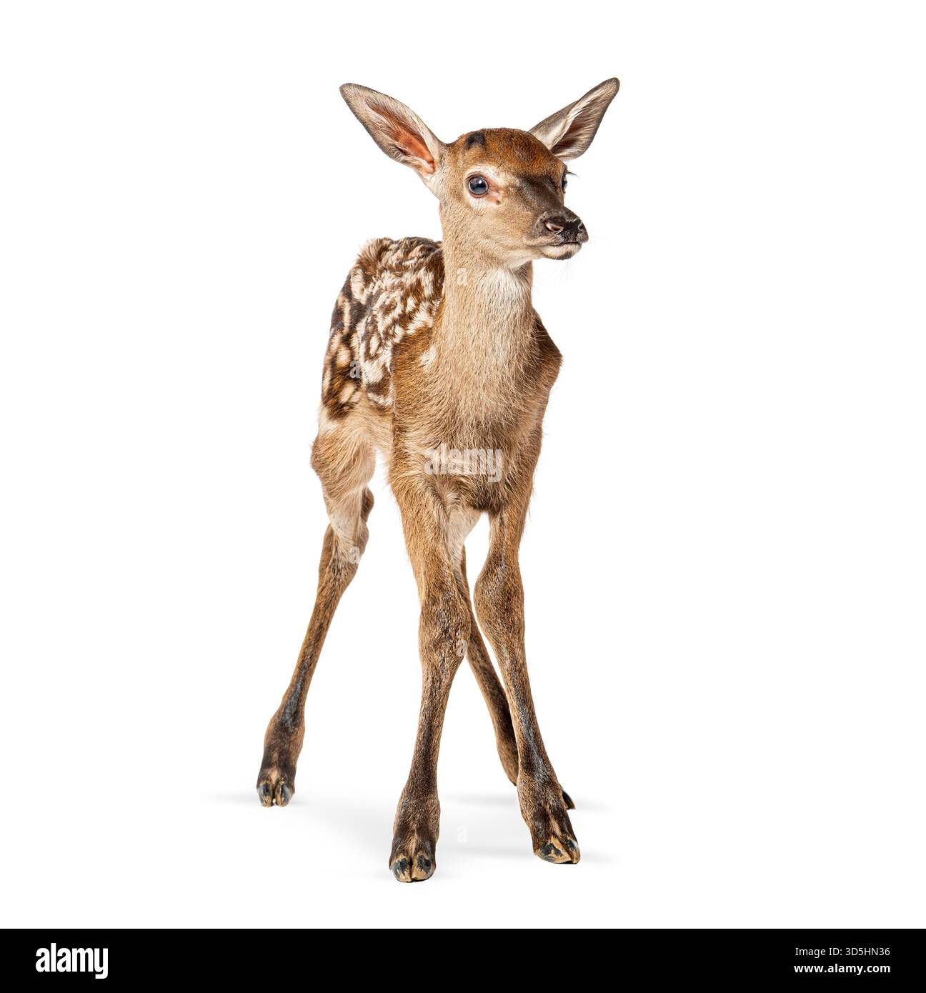 Red deer fawn, cervus elaphus, standing a few hours after birth ...