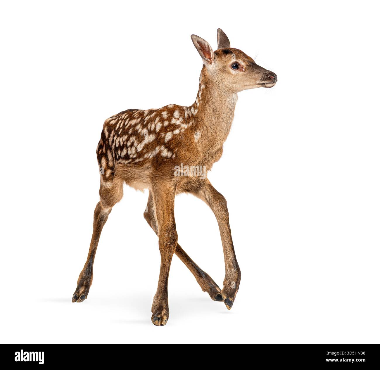 View old forest wild Cut Out Stock Images & Pictures - Alamy