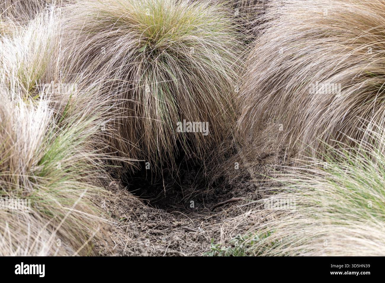Burrow of the Australian Common Wombat in field of Tussock Grass Stock ...