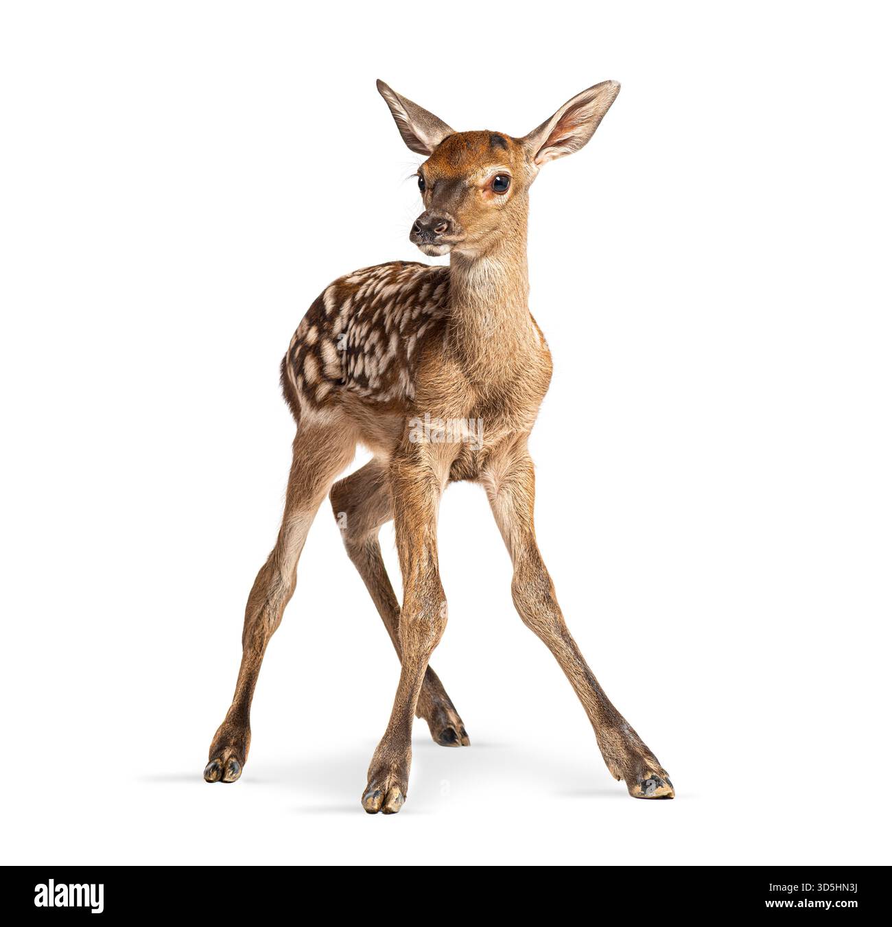 Baby new forest Cut Out Stock Images & Pictures - Alamy