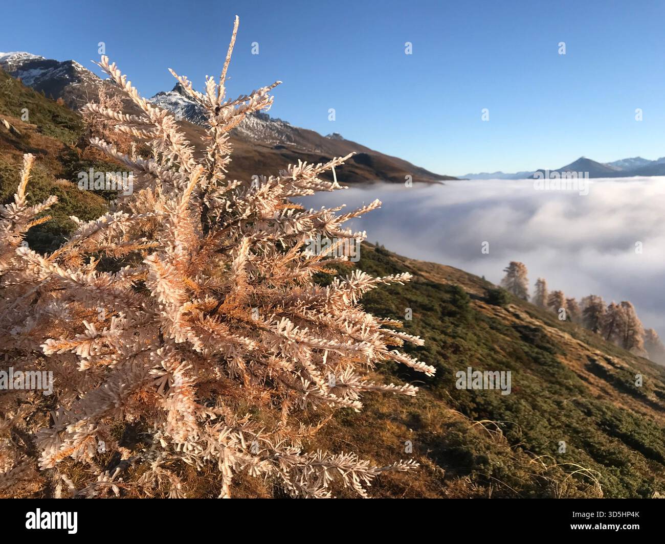 Small Frost-Covered Larch Tree in the Swiss Alps of the Engadin Above a ...