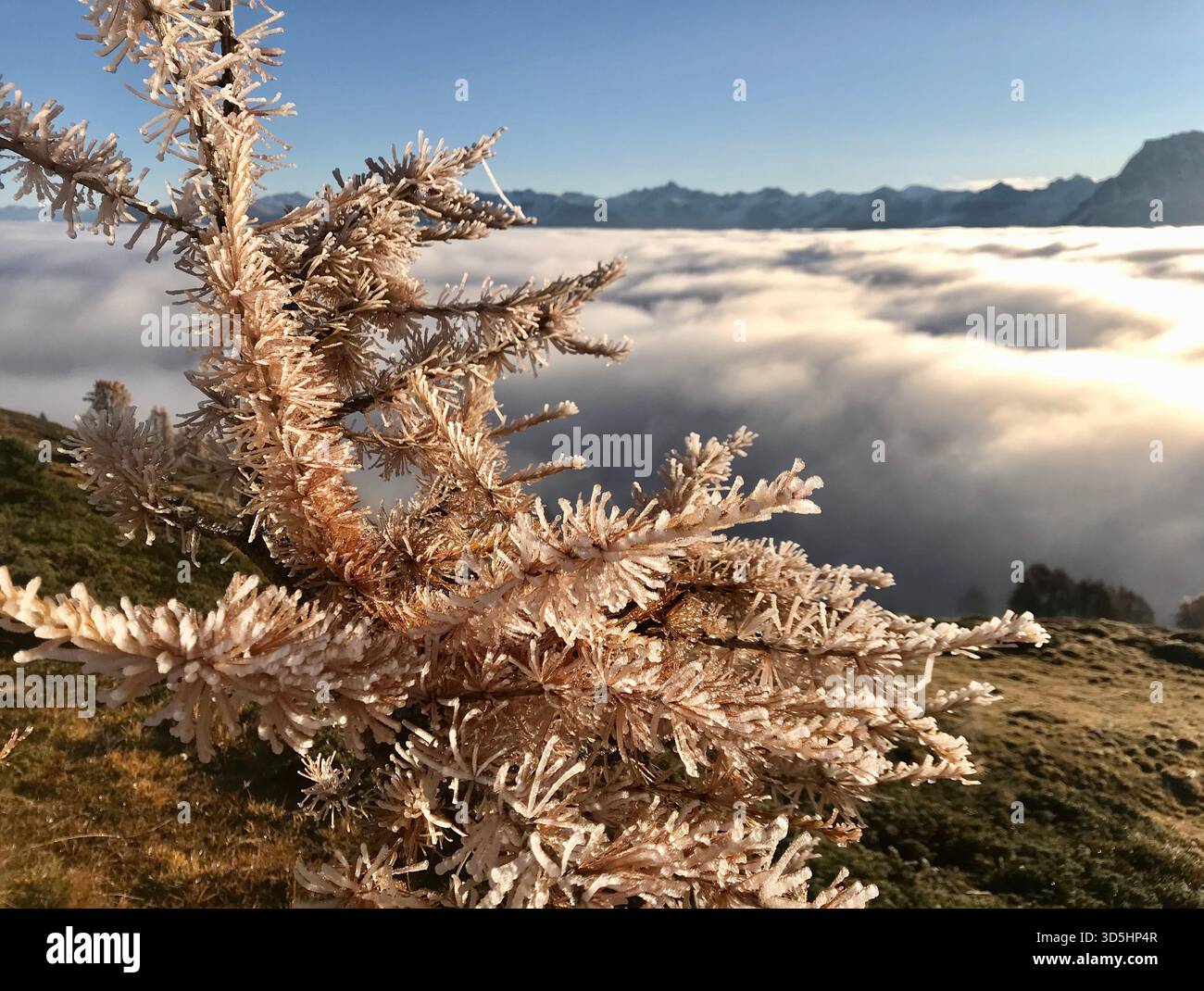 Small Frost-Covered Larch Tree in the Swiss Alps of the Engadin Above a ...
