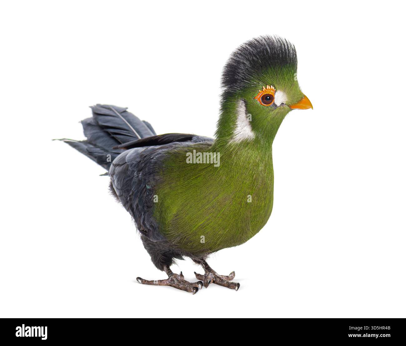 Vibrant bird photography Cut Out Stock Images & Pictures - Alamy