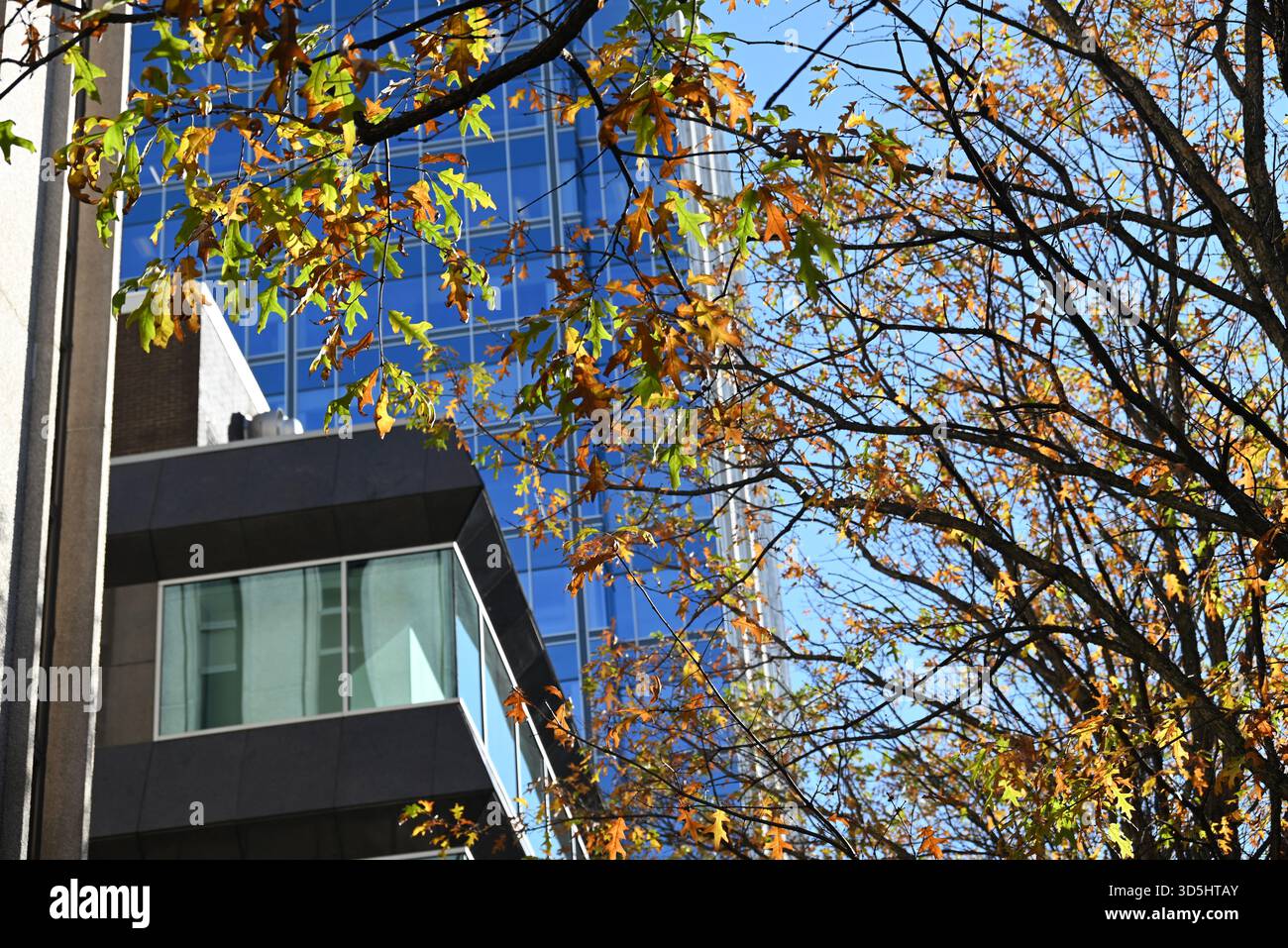 Last of the fall colors on an oak tree in downtown Raleigh Stock Photo ...