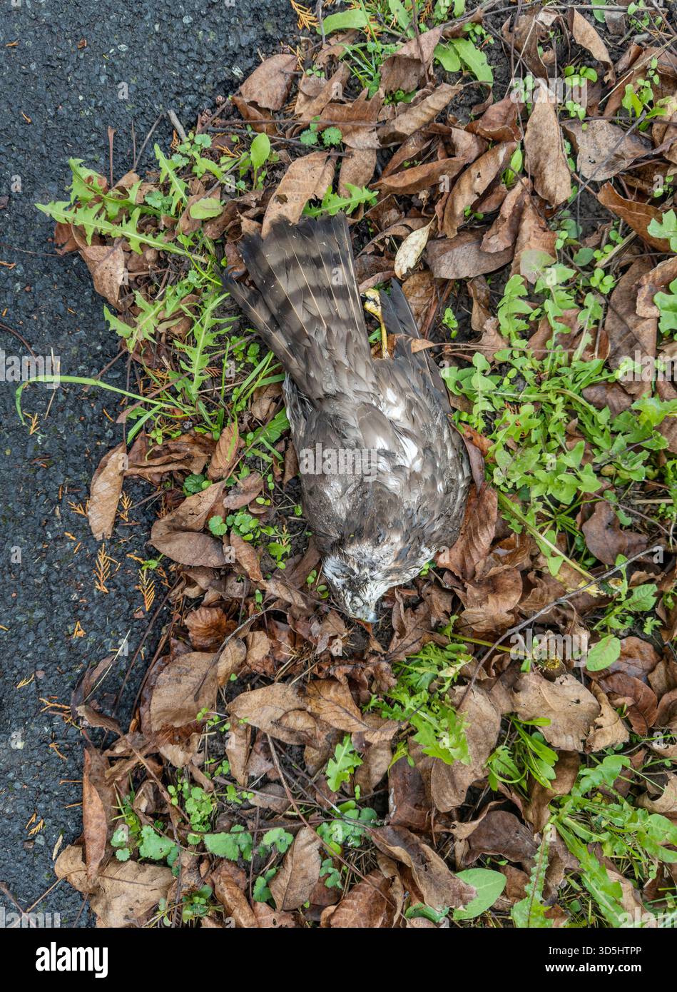 Accipiter nidus hi-res stock photography and images - Alamy