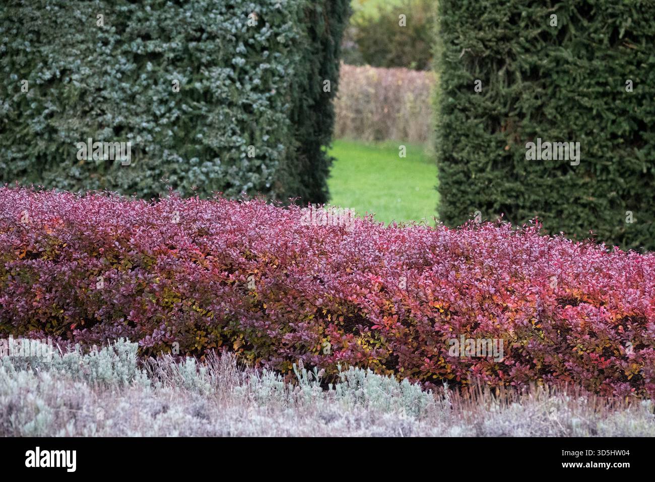 Garden Hedge Japanese Barberry hedge Berberis thunbergii Stock Photo ...