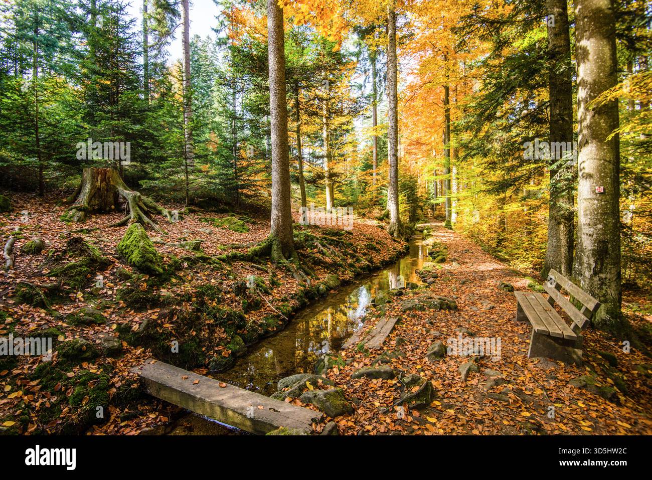 In einem Mischwald fliesst ein Bach neben einem Wanderweg. Zwiesel ...