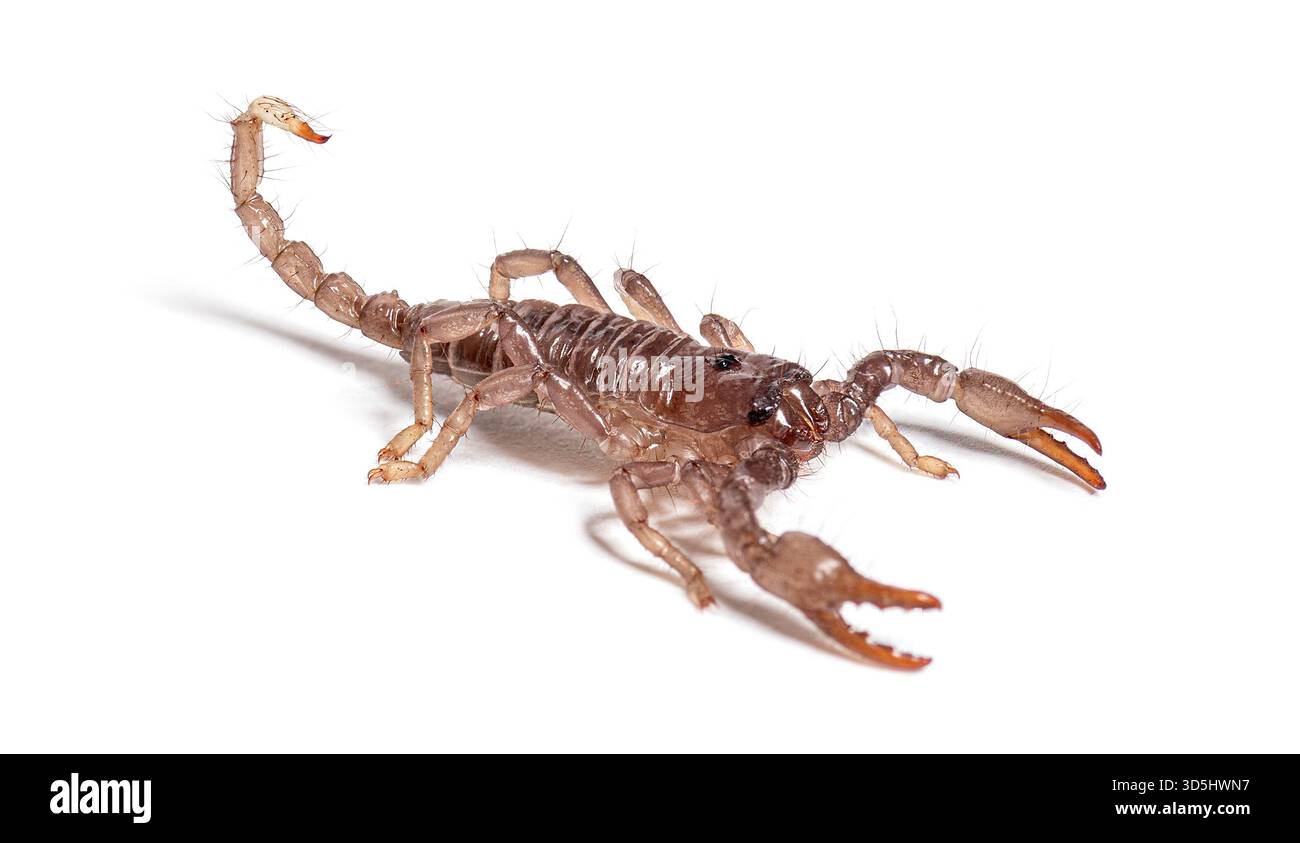 thirty-six days old Young emperor scorpion, pandinus imperator, resting ...