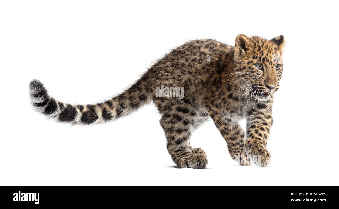 Amur leopard breeding cat hi-res stock photography and images - Alamy