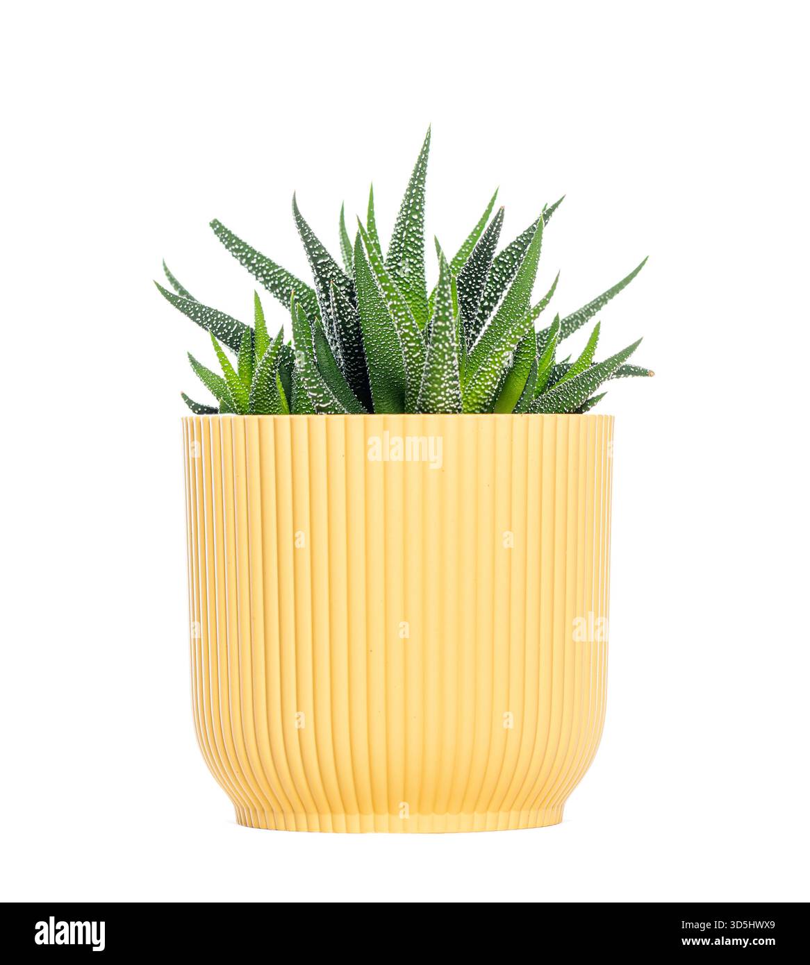 Studio in home Cut Out Stock Images & Pictures - Alamy