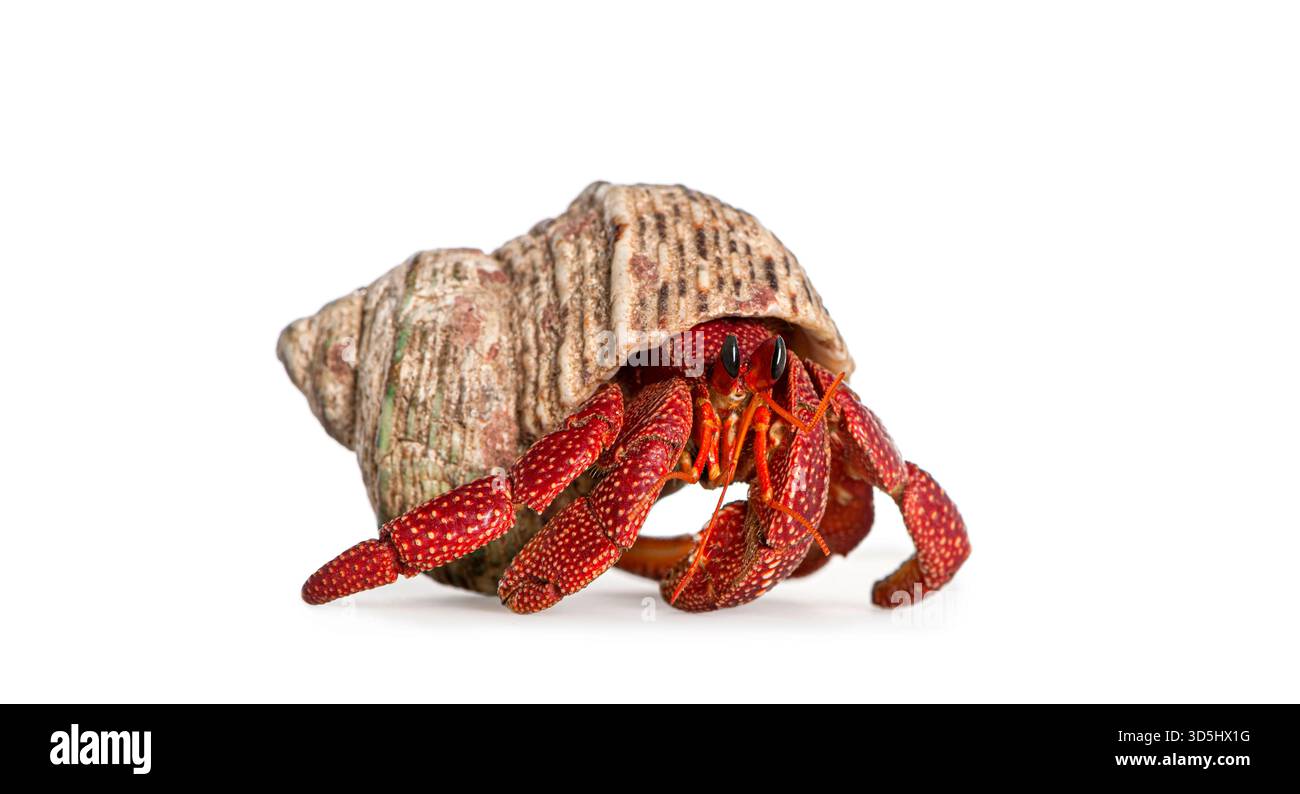 Hermit crab habitat pet hi-res stock photography and images - Alamy