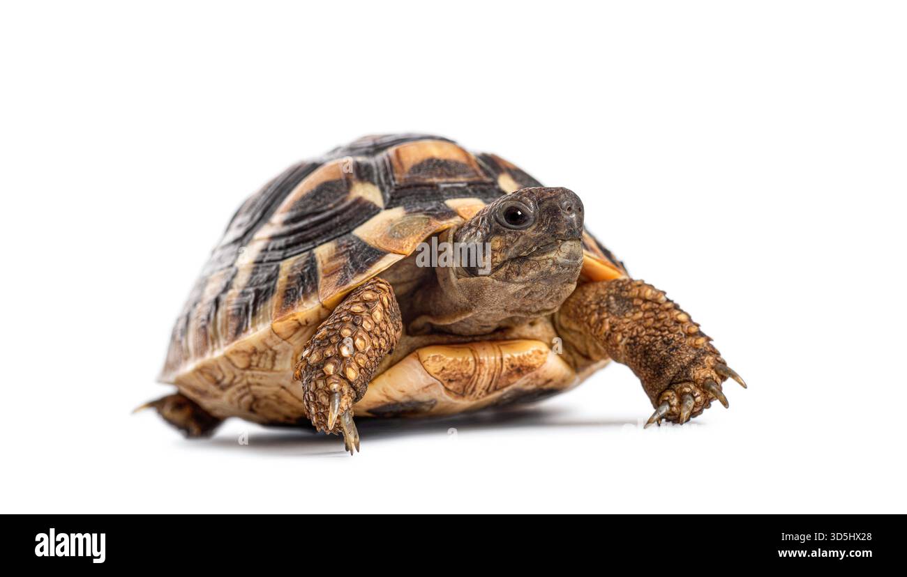 Hermann's tortoise, Testudo hermanni, reptile walking in an indoor ...