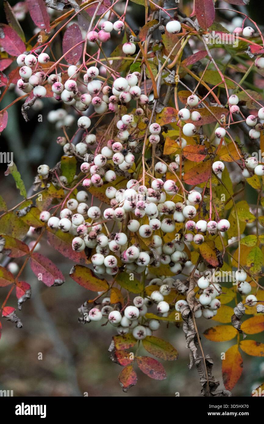 Garden Plant Shrub Rowan Bush Shrubby Mountain Ash Bushy Sorbus Stock ...