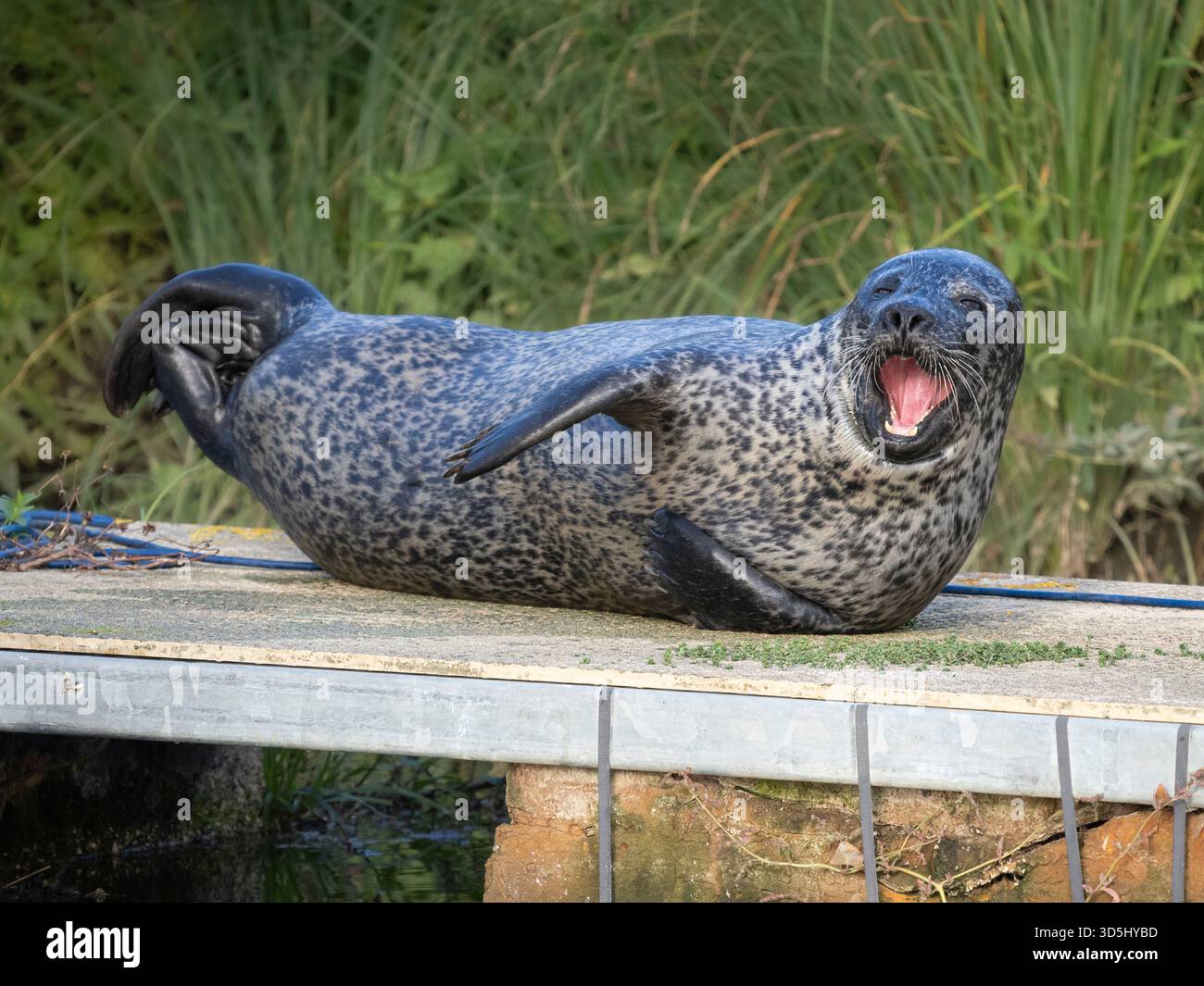 Female harbor (or harbour) seal (Phoca vitulina), also known as the ...