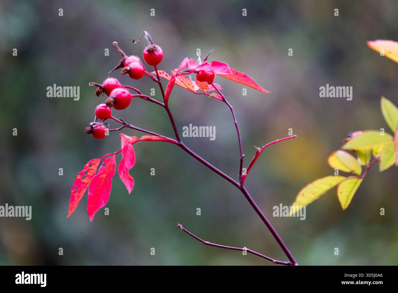 Pennsylvania Rose, Rosa palustris, Rose Hips Berries, Rosehips, Willow ...