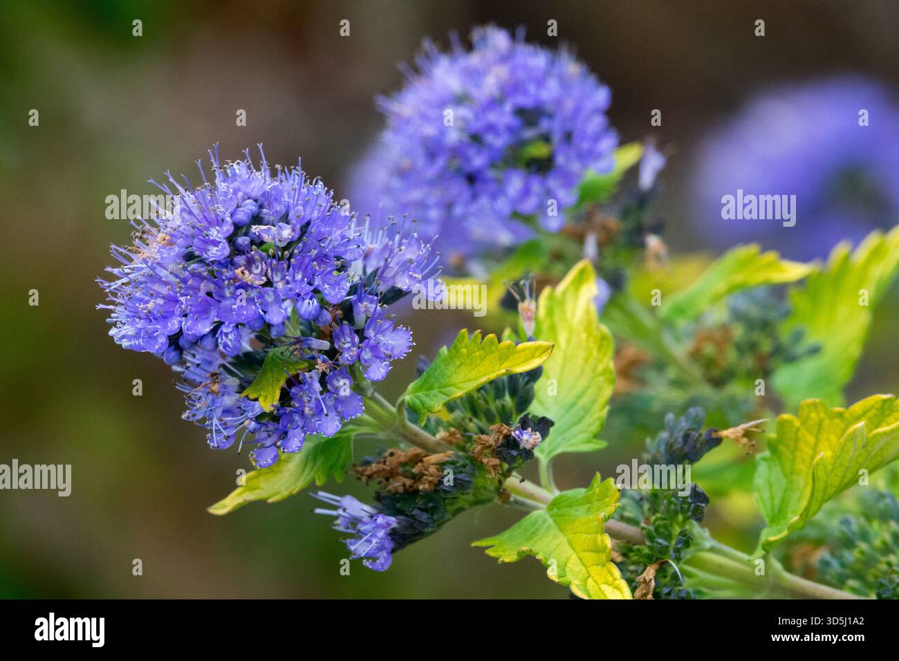 Bluebeard Caryopteris x clandonensis "Hint of Gold" close up Stock ...