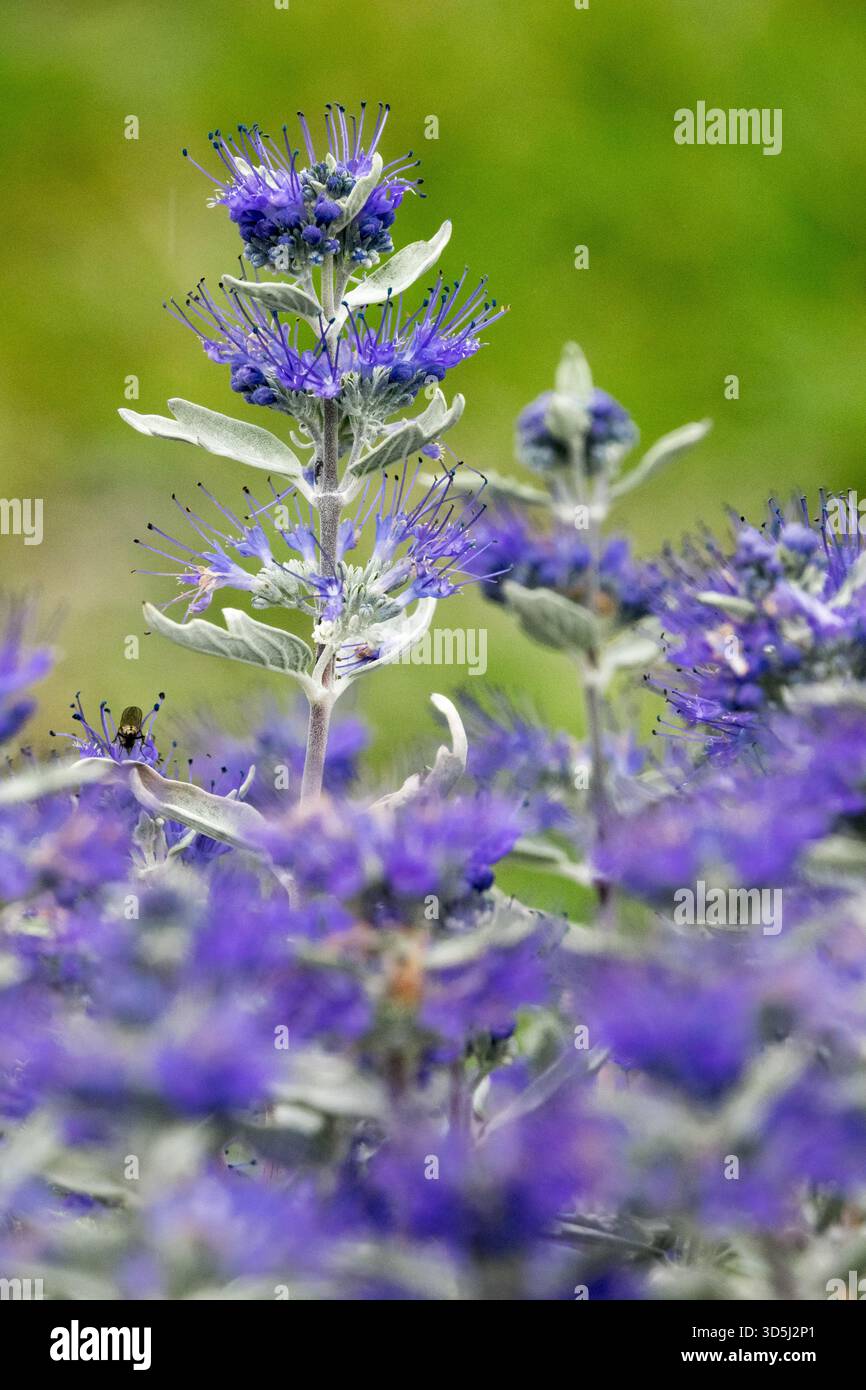 Caryopteris x clandonensis "Sterling Silver" Caryopteris flower Stock ...