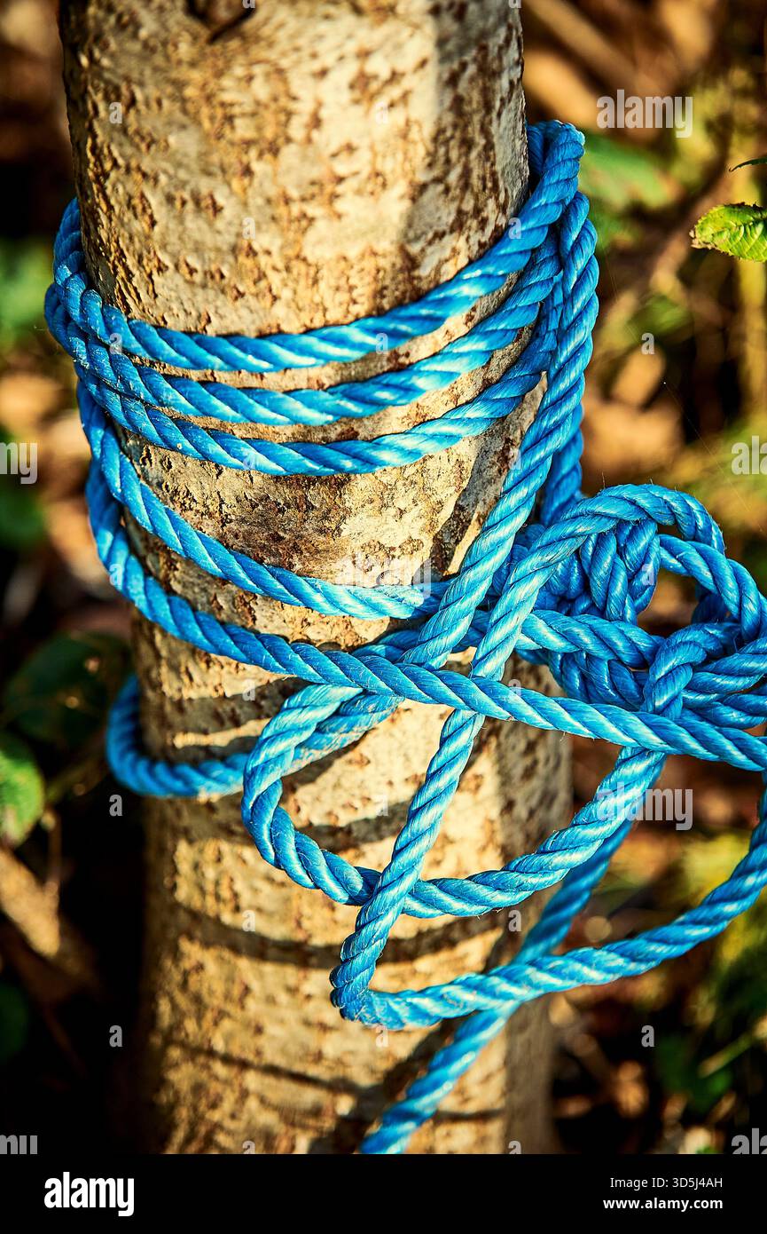 Rope wrapped around tree hi-res stock photography and images - Alamy