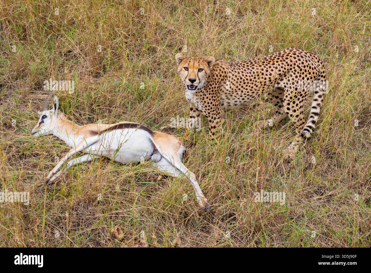 Overhead image of a cheetah surrounded by the cover of the savanna's ...