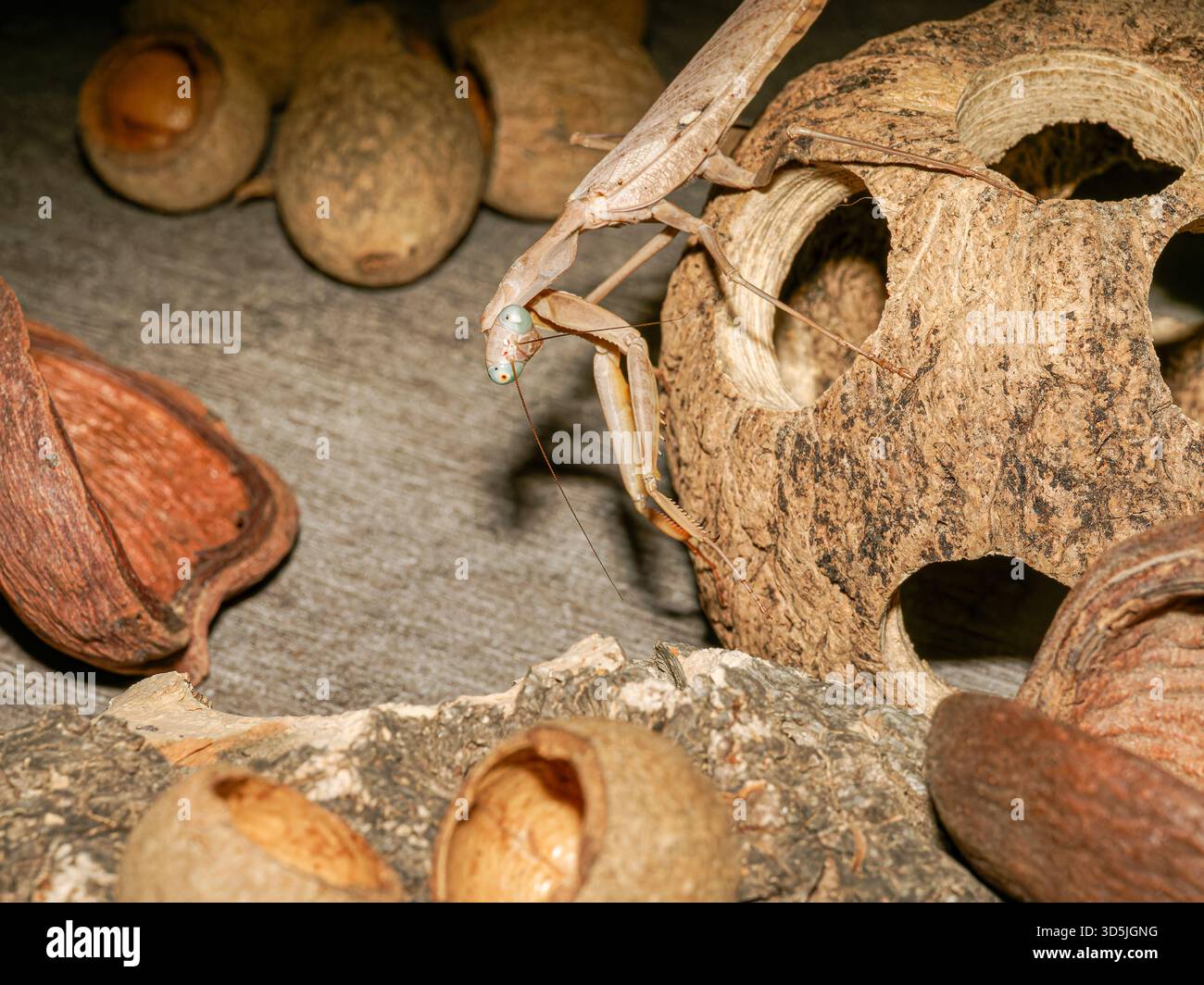 Giant shield mantis (Rhombodera kirbyi) walking among bark and seed ...