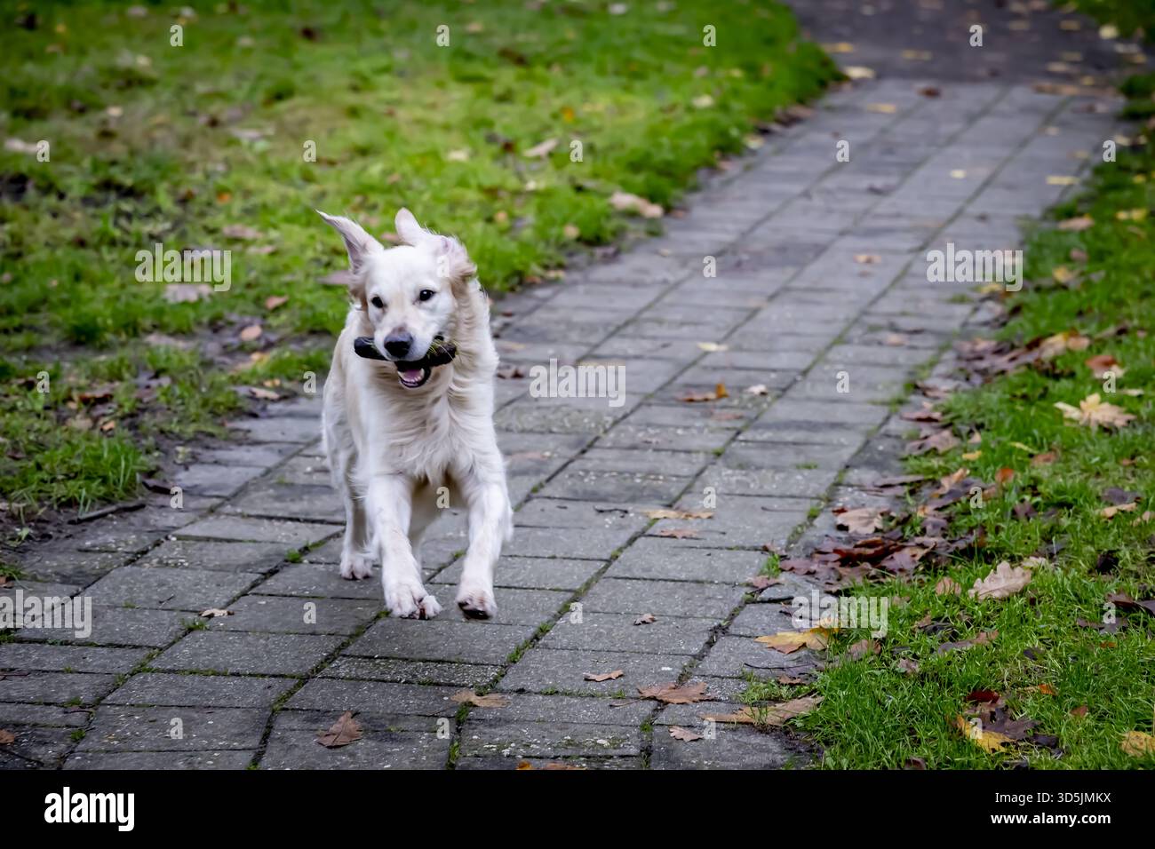 ARNHEM - Walking the dog in the forest Golden retriever . ANP ...