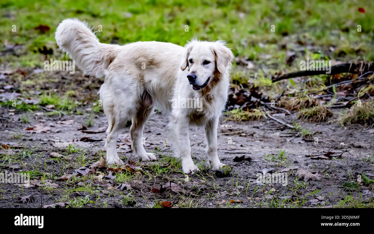 ARNHEM - Walking the dog in the forest Golden retriever . ANP ...